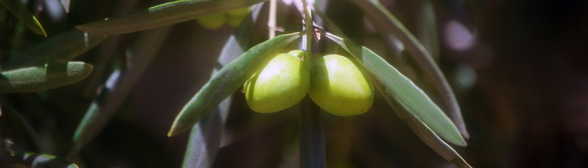 Olives – Olive Pit